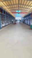 China BWG14  BWG12 BWG10 Construction Binding Wire for sale
