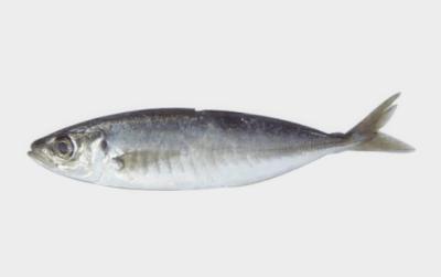 China Hot Sale IQF Fresh Frozen Blue Round Scad Fish, Decapterus Maruadsi 8-10pcs/kg for sale