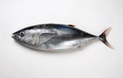 China Wholesale Frozen Fresh Whole Round Bonito Seafood Fish Supplied. for sale