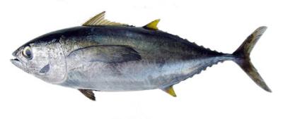 China Good quality New Landed Frozen Bonito skipjack Fish For Wholesaler. for sale