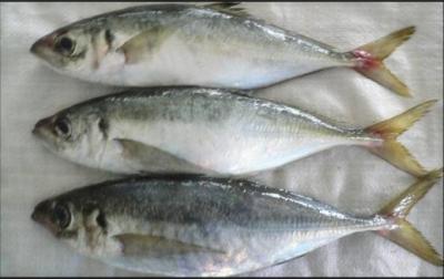 China Wholesale Frozen Blue Round Scad Fish Decapterus Maruadsi on sale. for sale