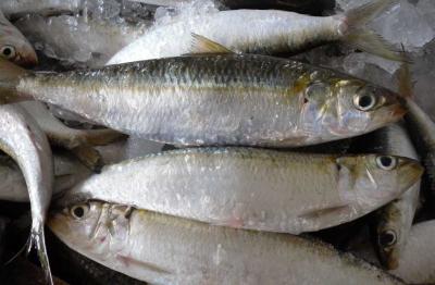 China Frozen High Quality Whole Round Sardine Fresh Fish with All Size On Sale. for sale