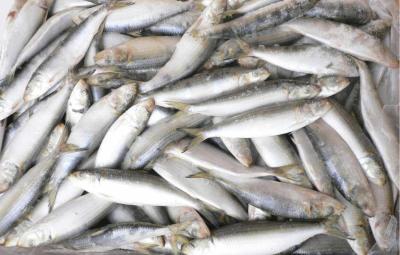 China Sell well Cheap Good Frozen Fish WR Sardine Seafood For Bait. for sale