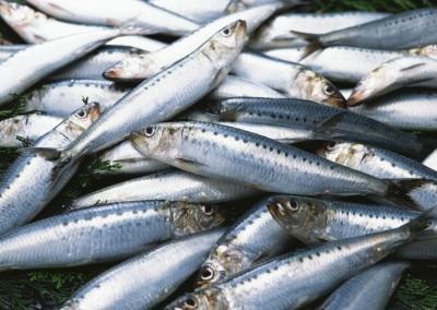 China Sell well Cheap Wholesale Sardine For Sale from China Frozen Fish Suppliers. for sale