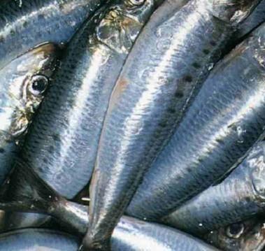 China China Wholesale Price BQF 10KG/CTN Frozen WR Sardine Fish for Sale. for sale