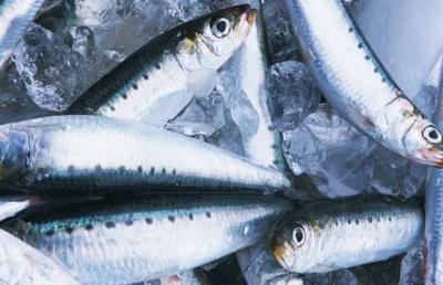 China High Quality Whole Frozen Fish Round Sardine For Market With 4-6pcs/kg Size . for sale