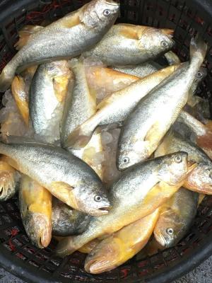 China Frozen Whole Round Yellow Croaker Fish for india fish market. for sale