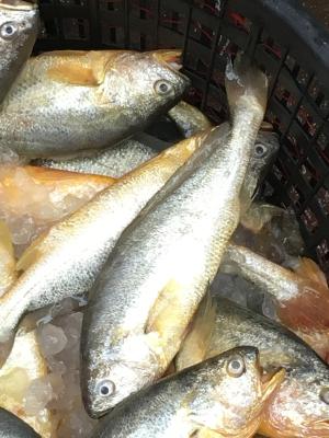 China High Quality Frozen Whole Round Yellow Croaker Fish Farming 500-600g. for sale