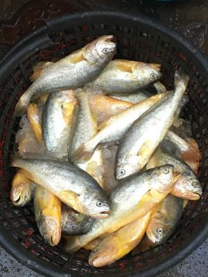 China Wholesale China Fish Frozen Yellow Croaker with competitive Price. for sale