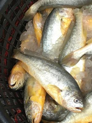 China Frozen High Quality IQF Round Scad Fish Seafood Products For Marketing. for sale