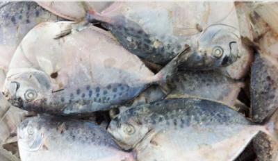 China Frozen Seafood Caught Whole Round Moonfish Supplied From China. for sale