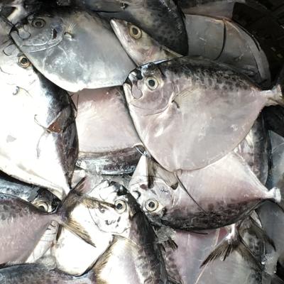 China New Arrival Whole Round Frozen Moonfish Direct from Factory Directly. for sale