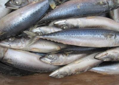 China New Landed Frozen Fish Whole Round Pacific Mackerel Seafood Good Quality. for sale