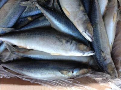 China Light Caught Frozen Pacific Mackerel Seafood Fish Supplied from China. for sale