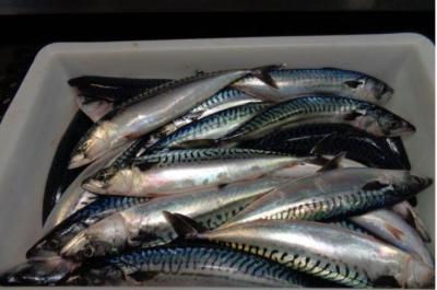 China BQF Hot Sale Frozen Fish Healthy Pacific Mackerel New Landing With Marketing Price. for sale