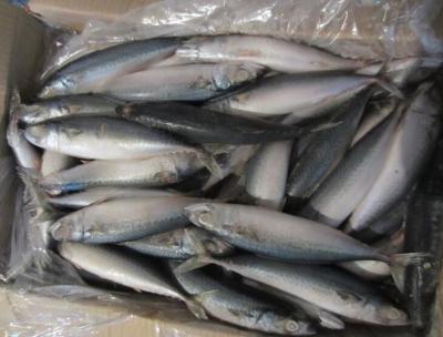 China Good Quality Frozen Whole Round Pacific Mackerel Fish With 10kg/ctn. for sale