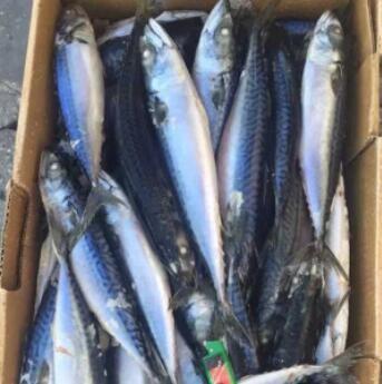 China Frozen Whole Round Pacific Mackerel Fish With BQF 300-500g from China. for sale