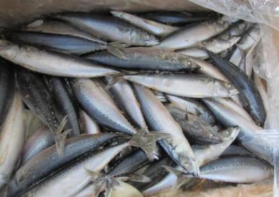 China New Landing Grade A Quality Frozen Whole Round Pacific Mackerel Fish Food for Sale. for sale