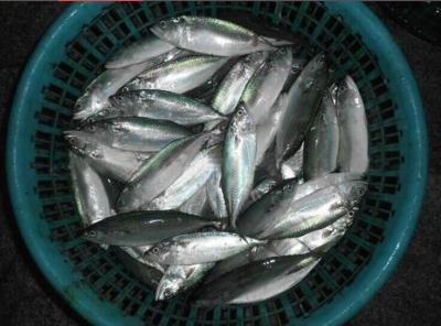 China Hot Sale New Landing Frozen Whole Round Indian Mackerel for Southeast Asia. for sale