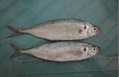 China Chinese Frozen Horse Mackerel with Good Quality and Fat Content 15%. for sale