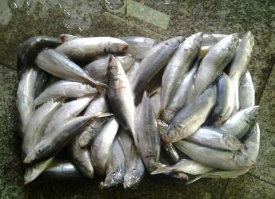 China Hot Sale BQF Fresh Seafood Frozen Horse Mackerel Fish with Competitive Price. for sale