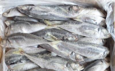 China New Arrivial Good Reputation Brands of Frozen Fish Horse Mackerel Wholesale Price. for sale