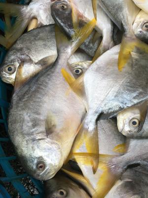 China Wholesale Good Quality Fresh Frozen Golden Pompano with all Size for Market. for sale