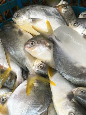 China 600-800g Frozen Golden Pompano Pomfret Fish Products Supplied with Competitive Price. for sale