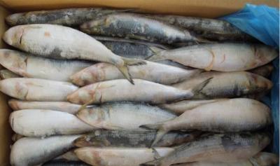 China Wholesale Prices Frozen Sardine Pilchards Fish For Canning And For Bait. for sale