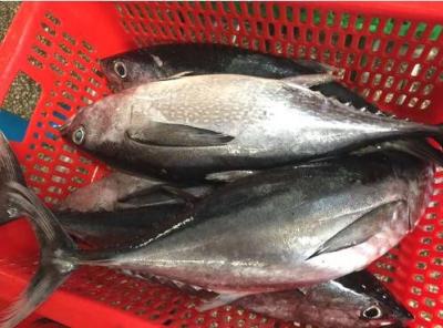China Whole Round Bonito Seafood Fish  Frozen Katsuwonus Pelamis on Sale. for sale