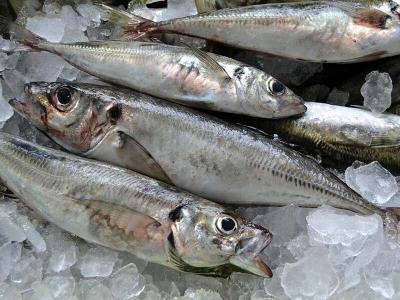 China High Quality Whole Round Frozen Horse Mackerel Fish with size 130-200g. for sale
