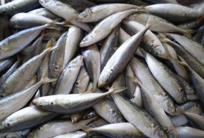 China Wholesale China Fish Frozen Horse Mackerel with competitive Price. for sale