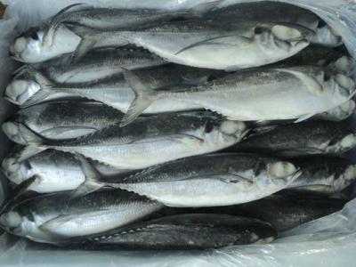 China Competitive Price of Frozen Fish Horse Mackerel For Canning And For Bait. for sale
