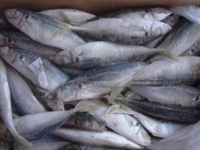 China New Arrive High Quality Whole Frozen Fish Horse Mackerel For Market With 4-6pcs/kg Size. for sale