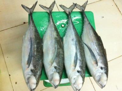China 130-200g Frozen Mackerel Fish Products Supplied with Competitive Price. for sale