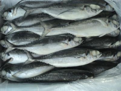 China China Supplied Frozen Horse Mackerel Fish With 100-200g for African market. for sale