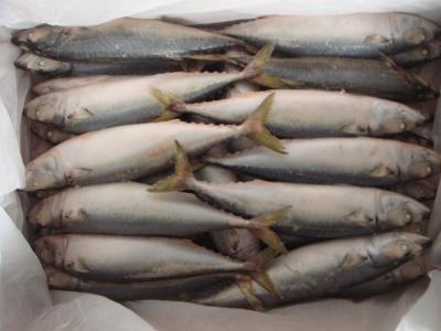 China NEW LANDING FROZEN FISH PACIFIC MACKEREL SEA FROZEN 150-250G. for sale