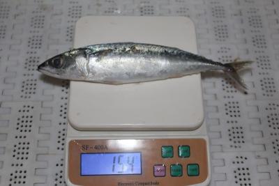 China NEW LANDING FROZEN PACIFIC MACKEREL (SCOMBER JAPONICUS)100-200g. for sale
