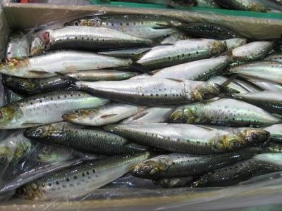 China Pacific Mackerel Fish Fresh Frozen Mackerel 300-500g from China. for sale