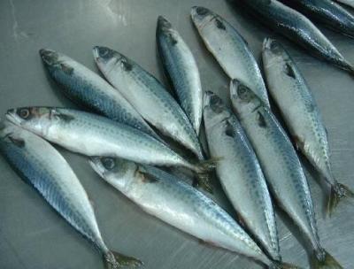 China Frozen Whole Pacific Mackerel Size More Than 0.40kg Per Piece. for sale