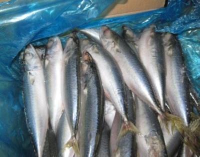 China China seafood export frozen pacific mackerel/scomber japonicus. for sale