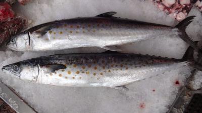 China New arrival scomber Japonicus frozen pacific mackerel price 15kg/ctn. for sale