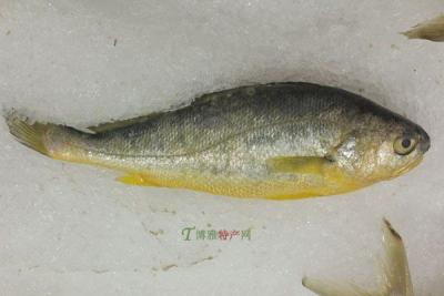 China Whole round yellow croaker fish price, 200-300 300-400 400-500 500-600g frozen yellow croaker for market sale. for sale