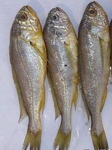China high demand frozen wild yellow croaker IQF 50-70g ,bulk in carton. for sale