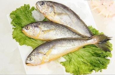 China High Quality Frozen Big Yellow Croaker Whole Round Hot Sale (Pseudociaena Polyactis). for sale