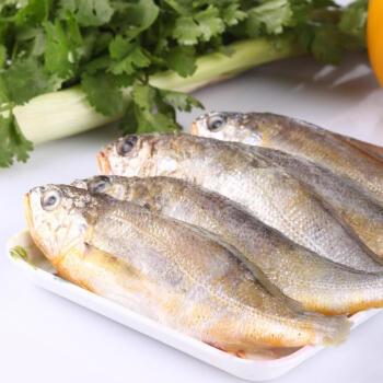 China Frozen best whole round fish yellow croaker with lower price on sale. for sale