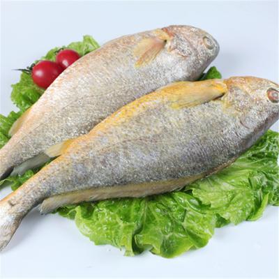 China 2016 year competitive price new coming frozen fresh whole round yellow croaker fish. for sale