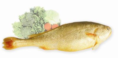 China Frozen Whole Yellow Croaker IWP IQF Yellow Croaker,yellow croaker fish price for sale for sale