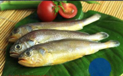 China Hot sale frozen yellow croaker fish (Pseudociaena Polyactis) with good price. for sale