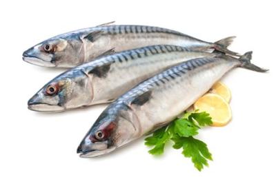 China Land Frozen Whole Round Indian Mackerel Fish With Good Quality for Sale. for sale